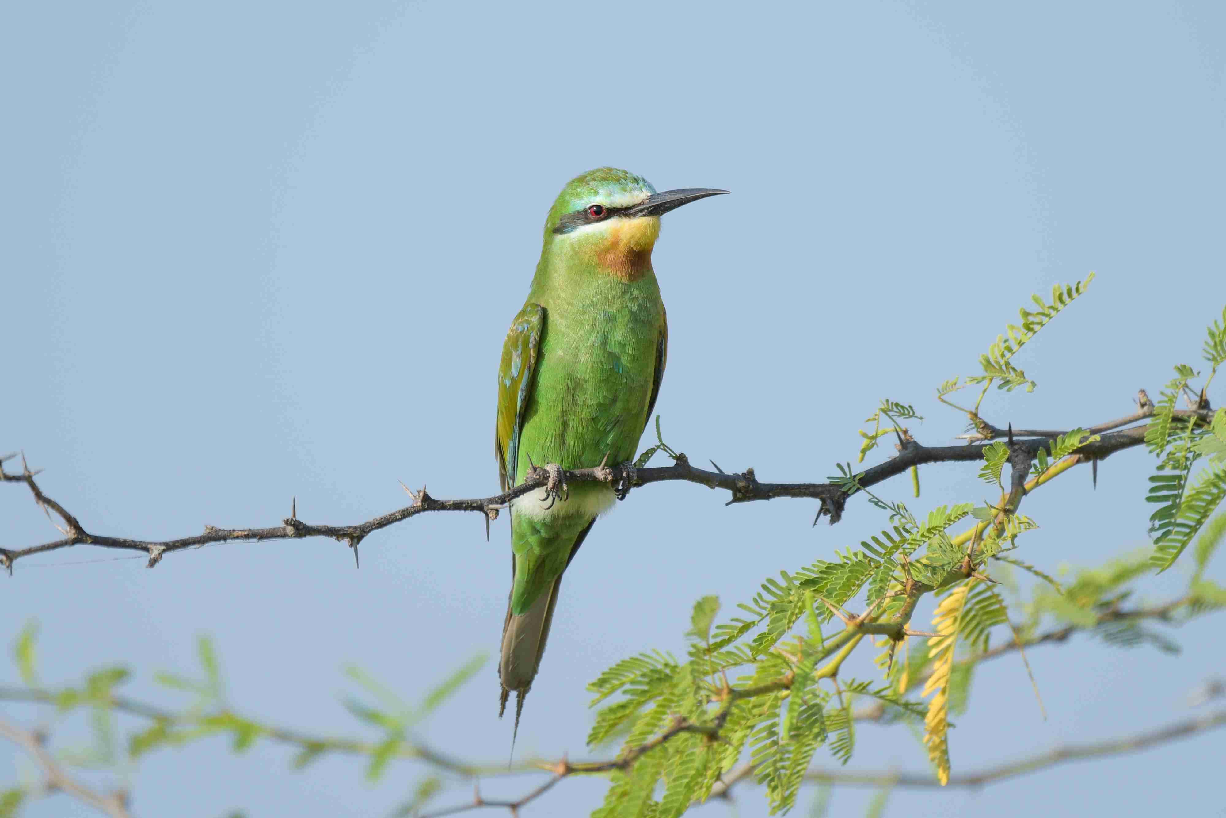 BirdTalker